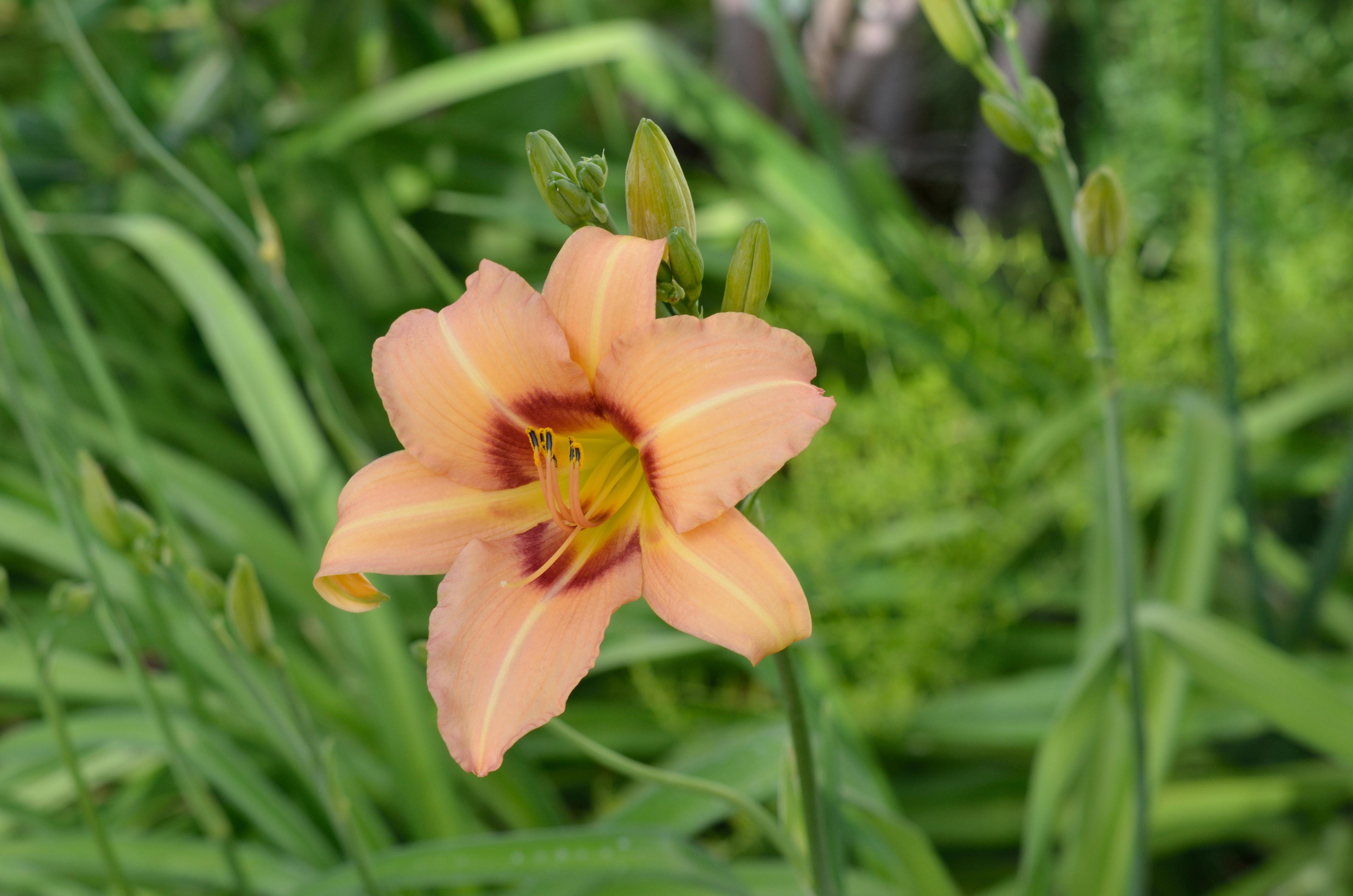 Daylily | MowryJournal.com