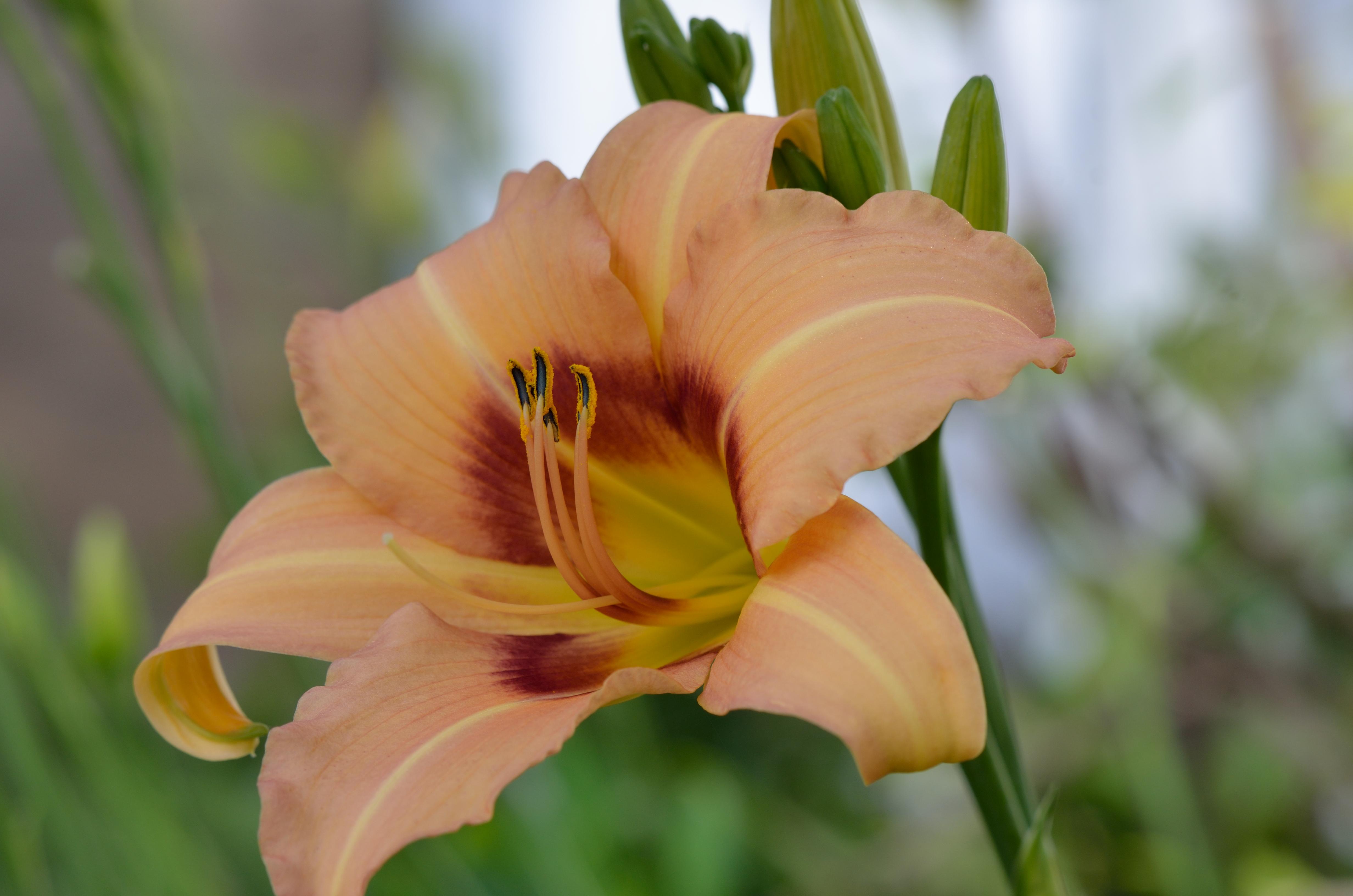 Daylily | MowryJournal.com