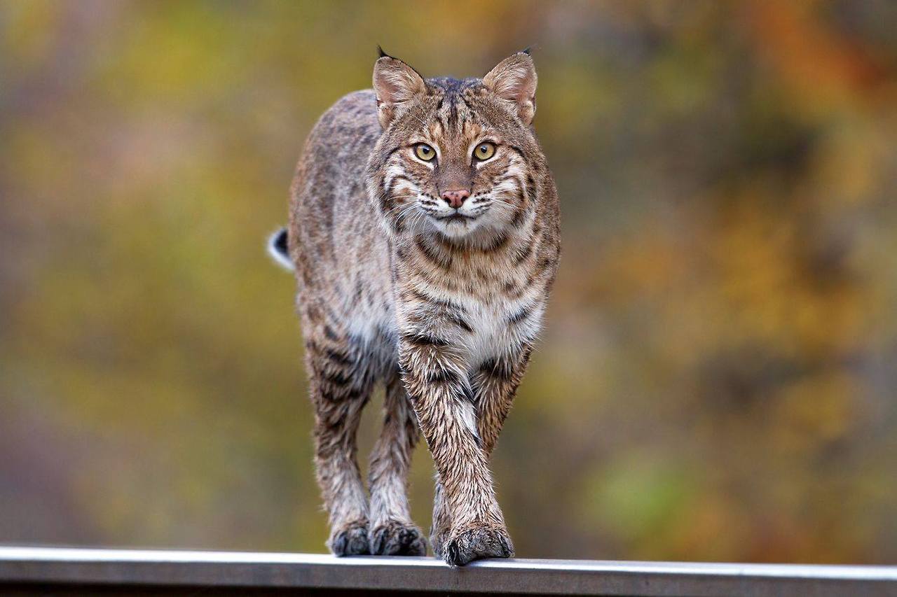 bobcat | MowryJournal.com