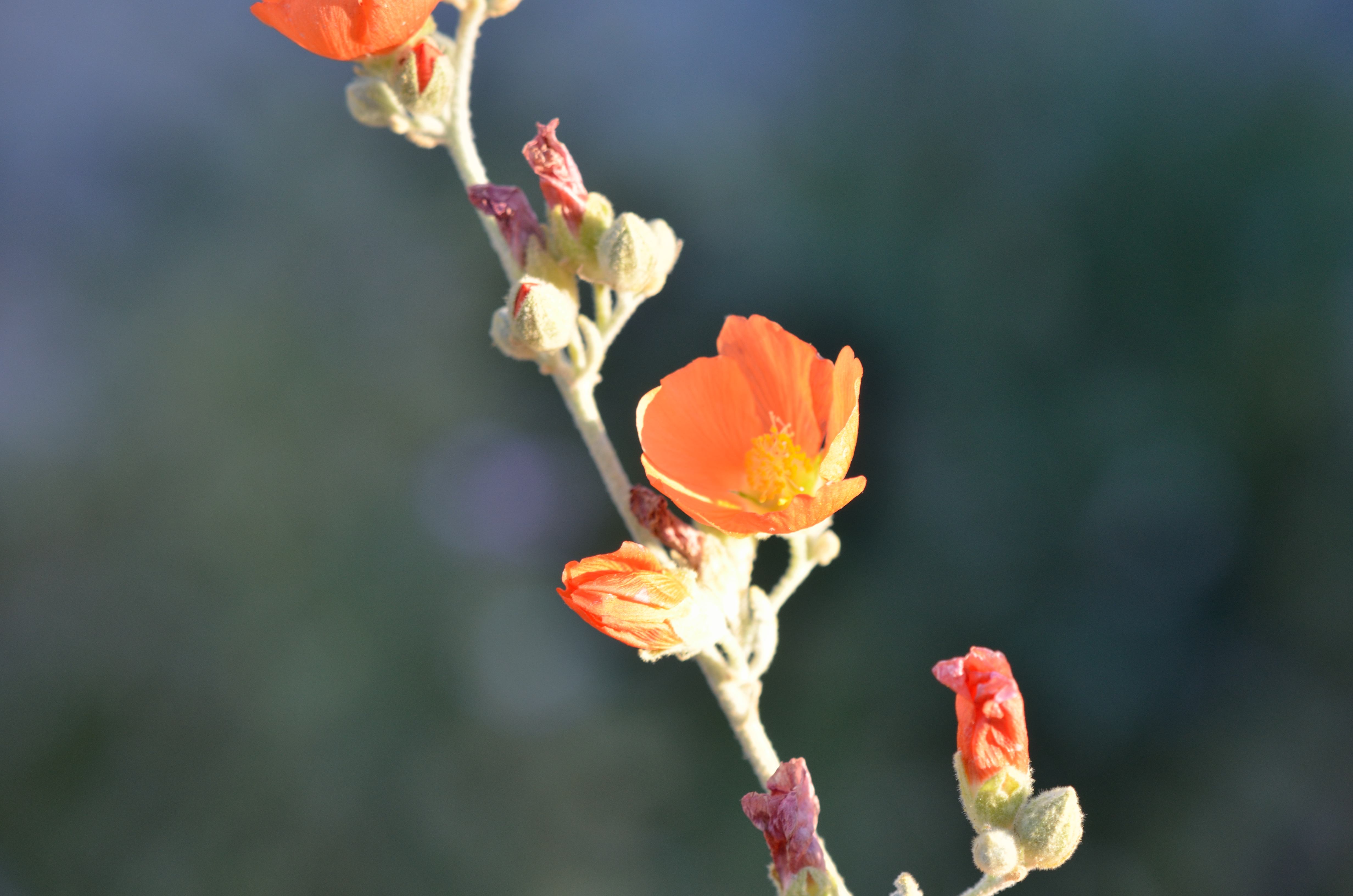 Apricot Mallow 05 | MowryJournal.com
