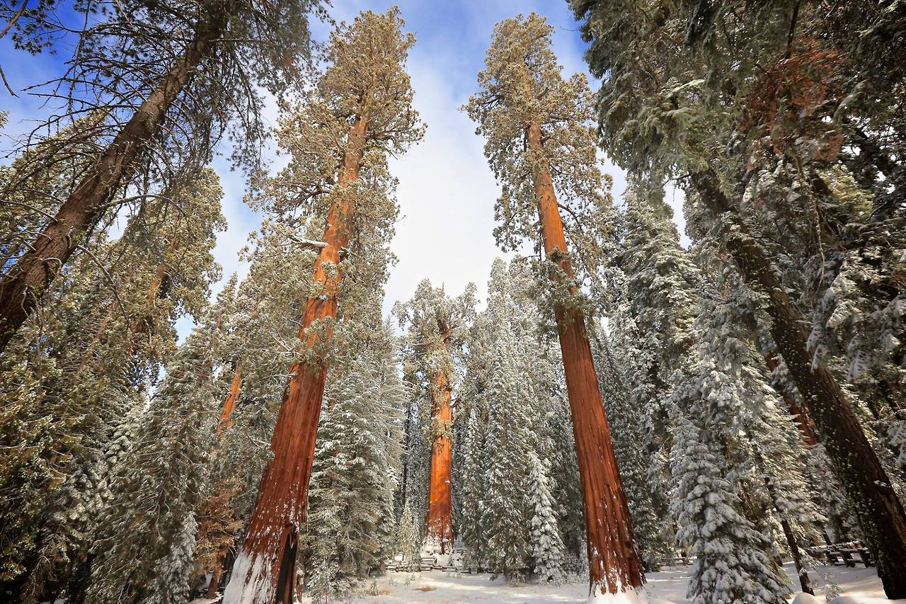 Snowy Sequoias | MowryJournal.com