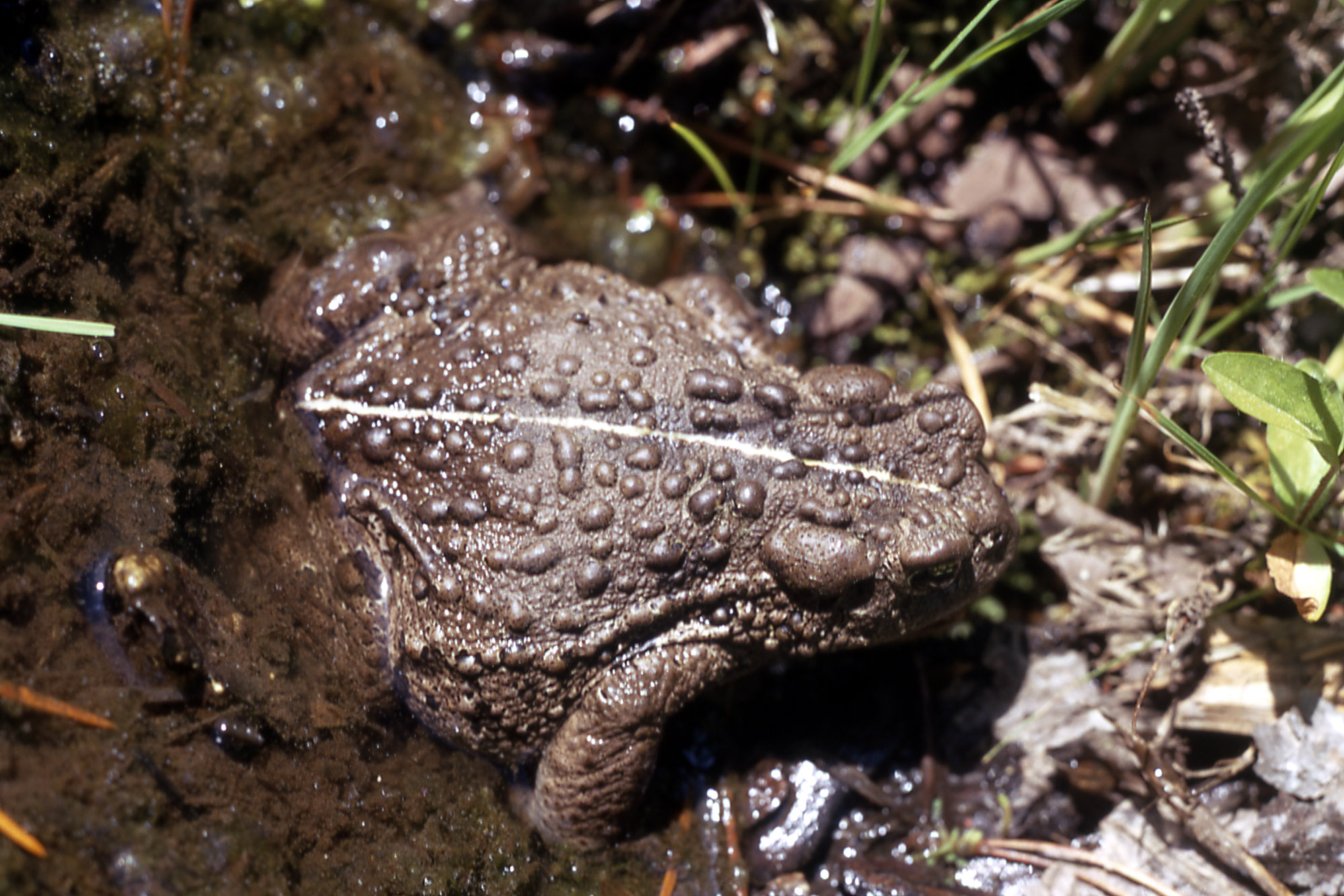 Boreal Toad;Photographer unknown;1972 | MowryJournal.com