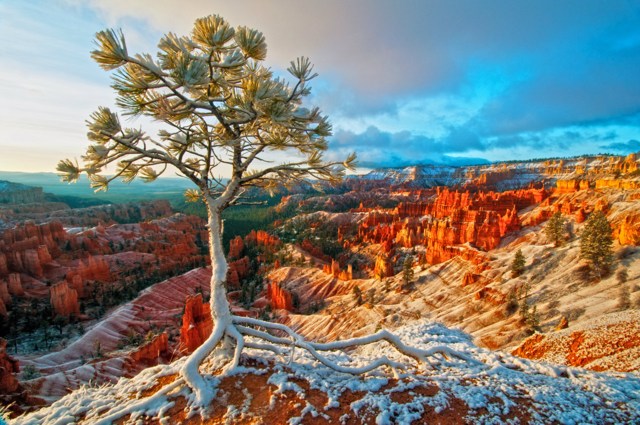 The Tree | MowryJournal.com