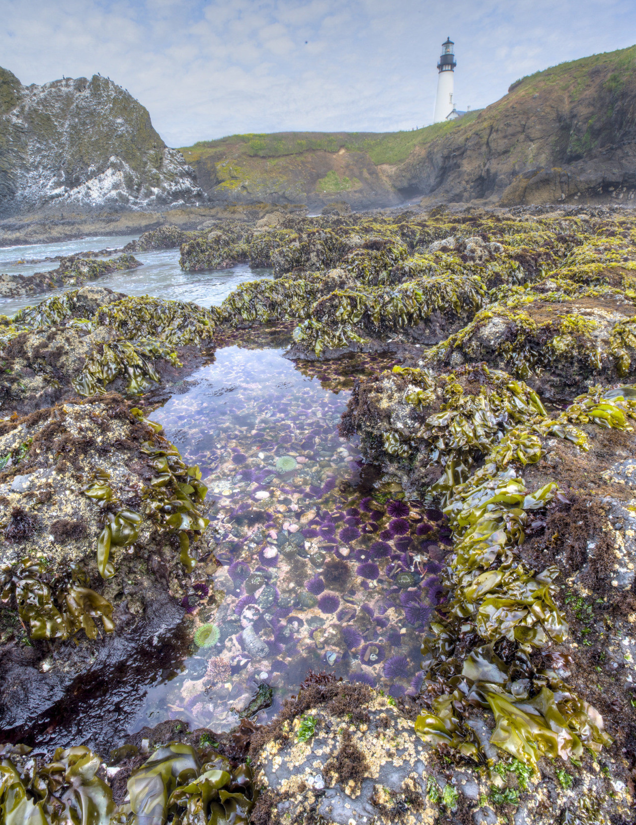 Oregon Tide Pool | MowryJournal.com